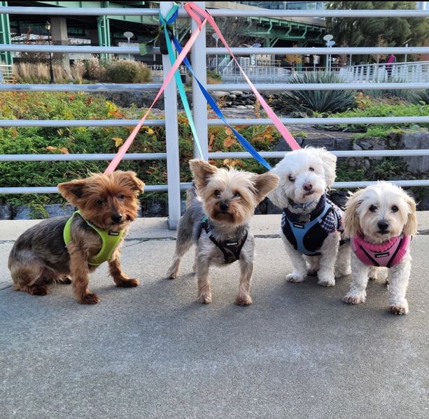 Tilly's Walks | W42ST.com